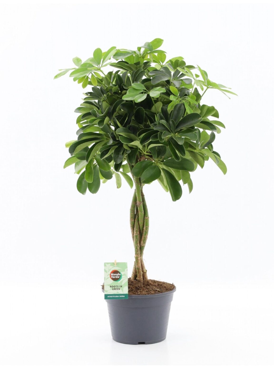 Schefflera Nora Schefflera arboricola ‘Nora’ (1 Plants/Order)(20cmP ...