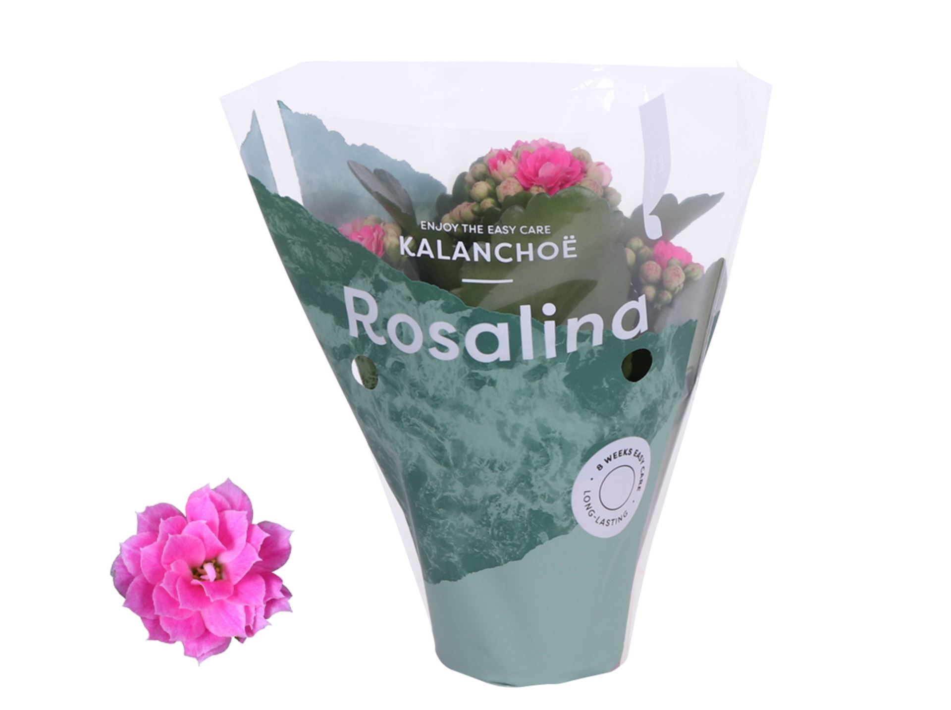 Kalanchoe Rosalina Don Nando Kalanchoe Rosalina 07cm Don Nando pink (16 ...
