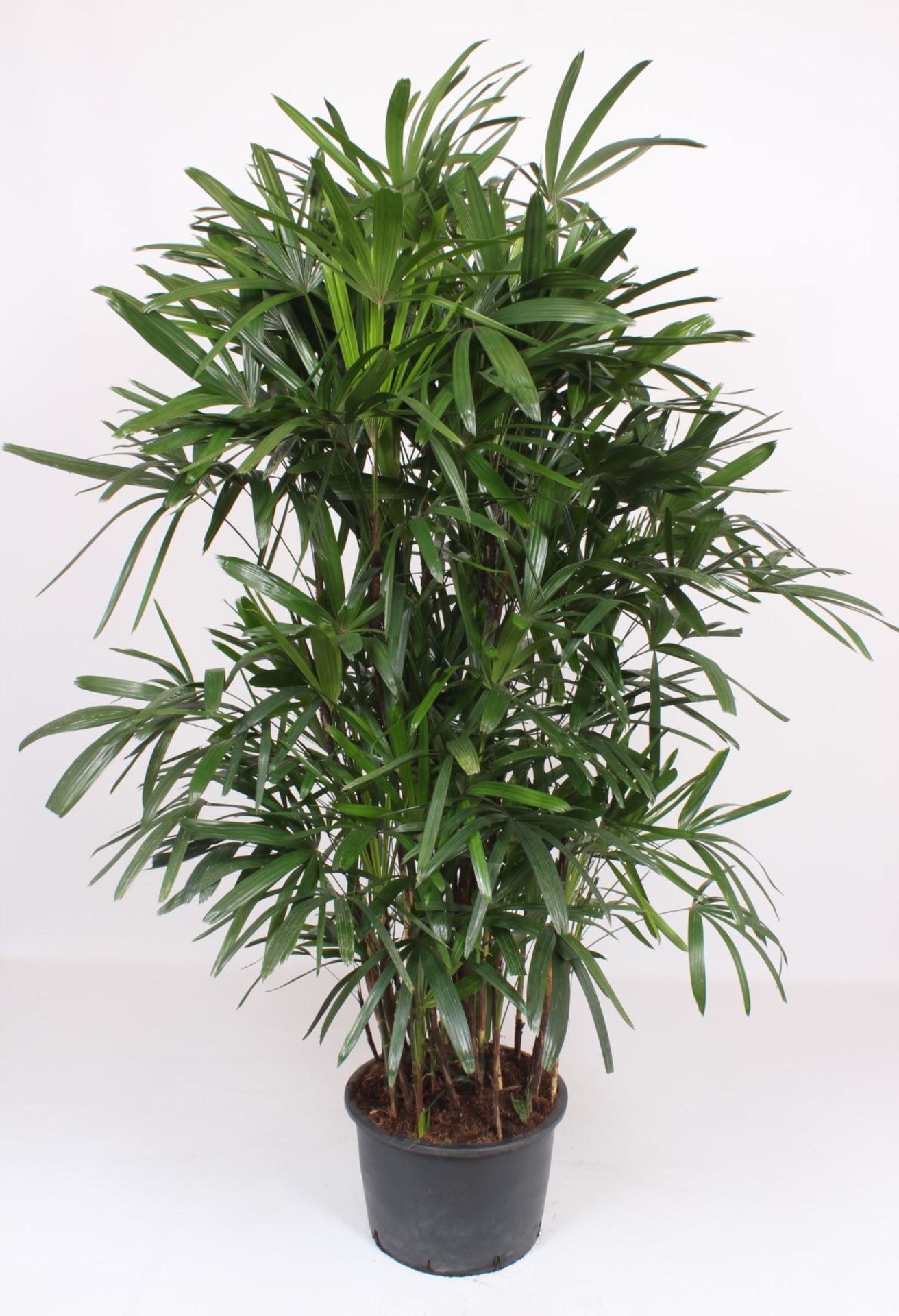 Rhapis excelsa Rhapis excelsa (1 Plants/Order)(44cmP 240cmH) - The ...