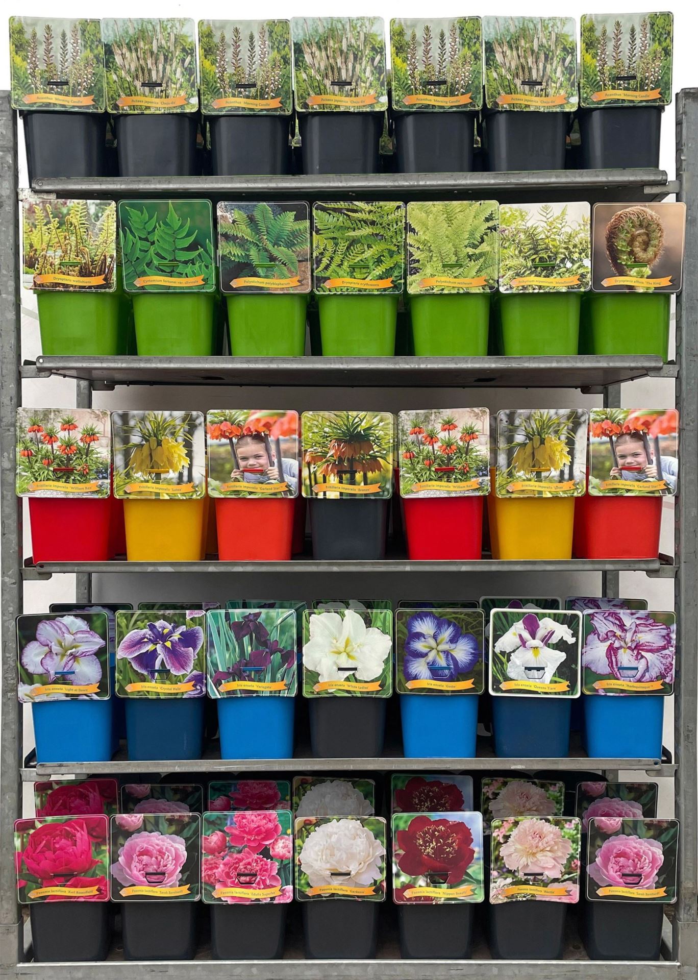 Vaste plants mixed 4 Types Vaste plants mix CC 2 C5 (1 Plants/Order ...